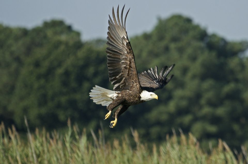 Orlando: Airboat Safari with Transportation - Key Points