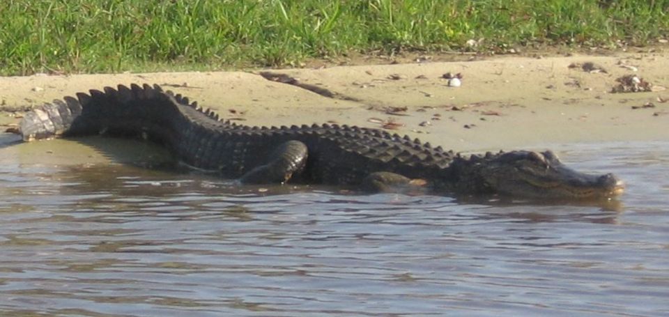 Orlando: Airboat Safari with Transportation - Practical Tips for Travelers