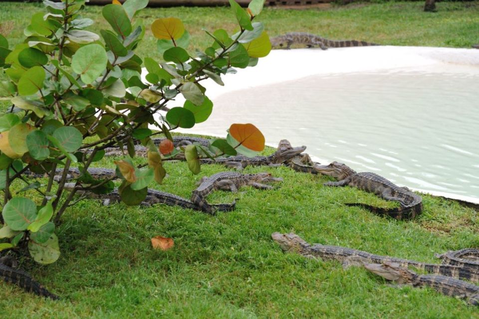 Orlando: Airboat Safari with Transportation - Frequently Asked Questions