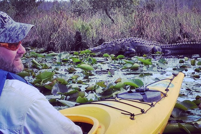 Orlando Alligator Experience - Exploring the Details of the Orlando Alligator Experience