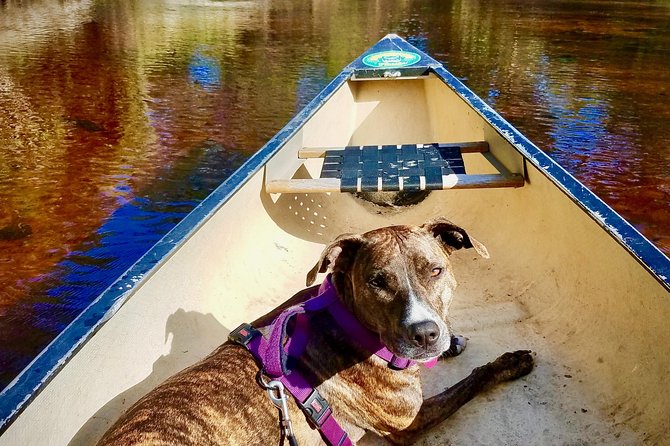 Orlando Alligator Experience - Final Thoughts: Is the Orlando Alligator Experience Worth It?