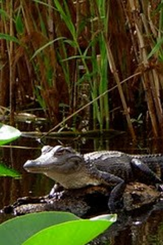 Orlando Alligator Experience: Day-Trip From Orlando - An Authentic Florida Wilderness Experience