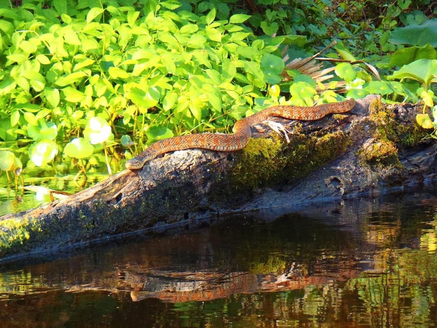Orlando Alligator Experience: Day-Trip From Orlando - Final Thoughts