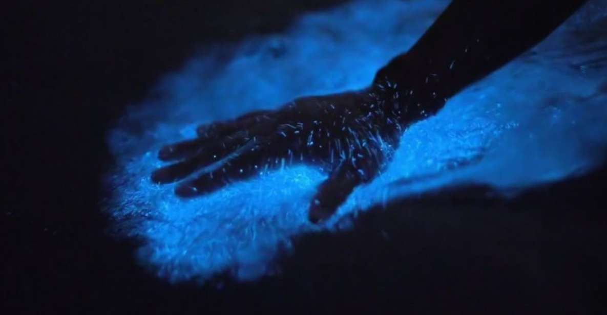Orlando: Bioluminescence Kayak Adventure - Discover the Enchantment of Orlandos Bioluminescence Kayak Adventure