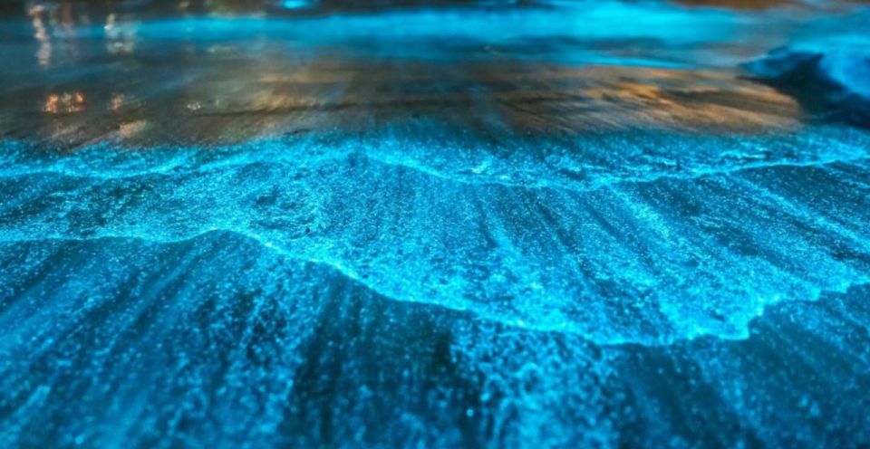 Orlando: Bioluminescence Kayak Adventure - Key Points for Your Bioluminescence Paddle