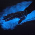 Orlando: Bioluminescence Kayak Adventure - The Experience: What to Expect from Start to Finish
