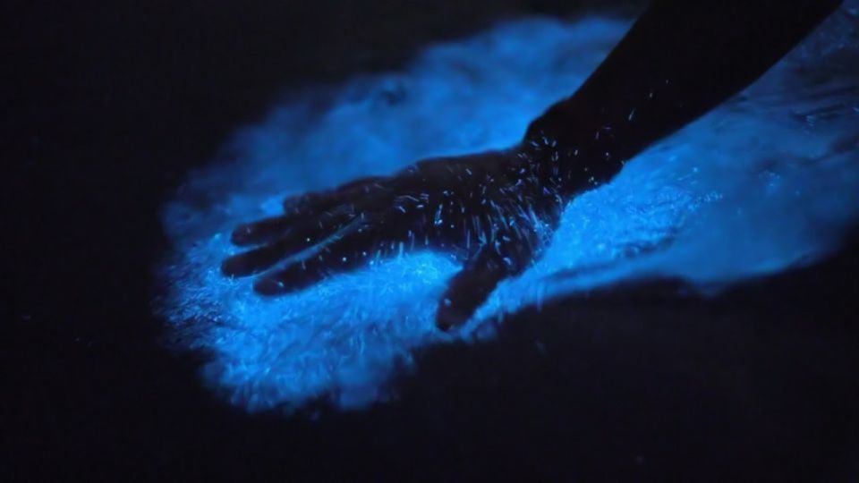 Orlando: Bioluminescence Kayak Adventure - The Experience: What to Expect from Start to Finish