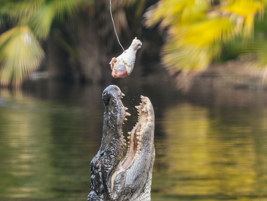 Orlando: Drive-Thru Safari Park at Wild Florida - Animal Encounters and Feeding Experiences