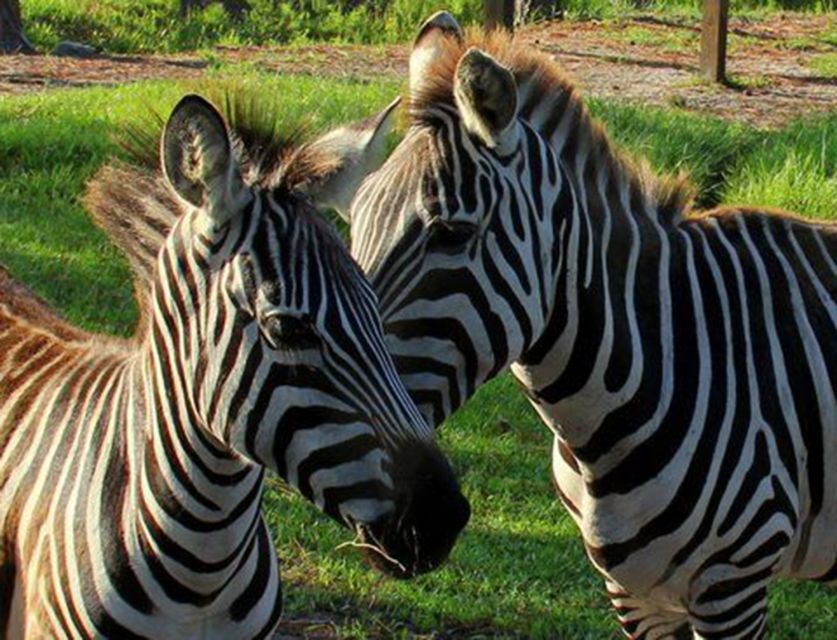 Orlando: Everglades Airboat Ride and Wildlife Park Ticket - What Makes This Tour Stand Out
