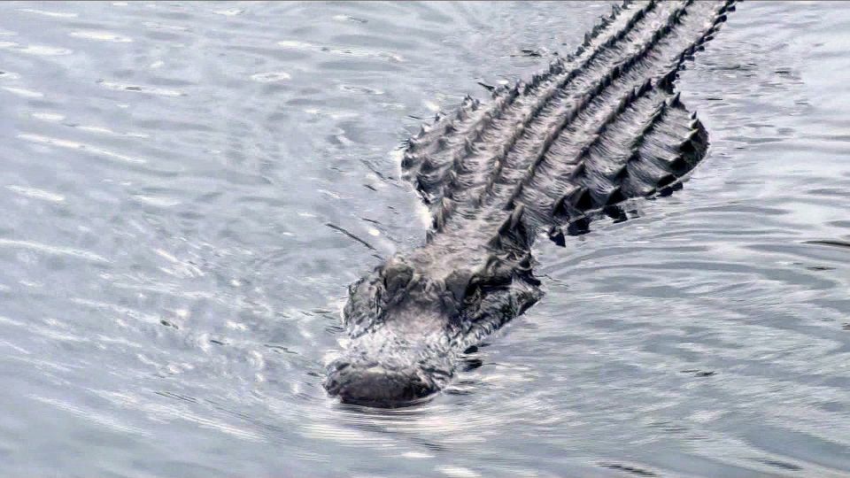 Orlando: Everglades Airboat Ride and Wildlife Park Ticket - Considerations Before Booking