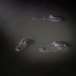 Orlando: Gatorland Flashlight Tour at Night - Who Will Love This Tour?