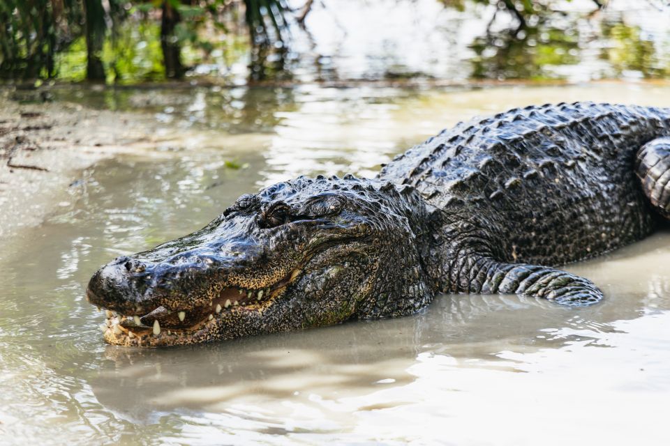 Orlando: Gatorland Skip-the-Line Ticket - What to Expect at Gatorland
