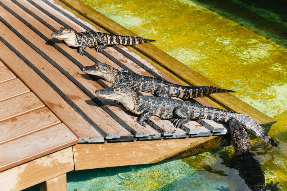 Orlando: Gatorland Skip-the-Line Ticket - The Authentic Florida Touch