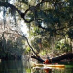 Orlando: Kayaking Tour with Manatee Encounter - Final Thoughts