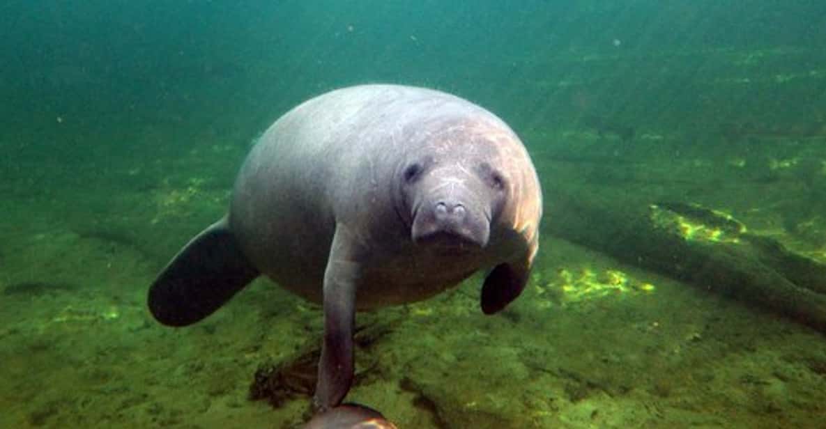 Orlando: Kayaking Tour with Manatee Encounter - A Deep Dive into the Orlando Kayaking Tour