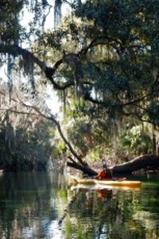 Orlando: Kayaking Tour with Manatee Encounter - Final Thoughts