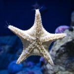 Orlando: Madame Tussauds and SEA LIFE Aquarium Combo Ticket - Practical Details and Tips