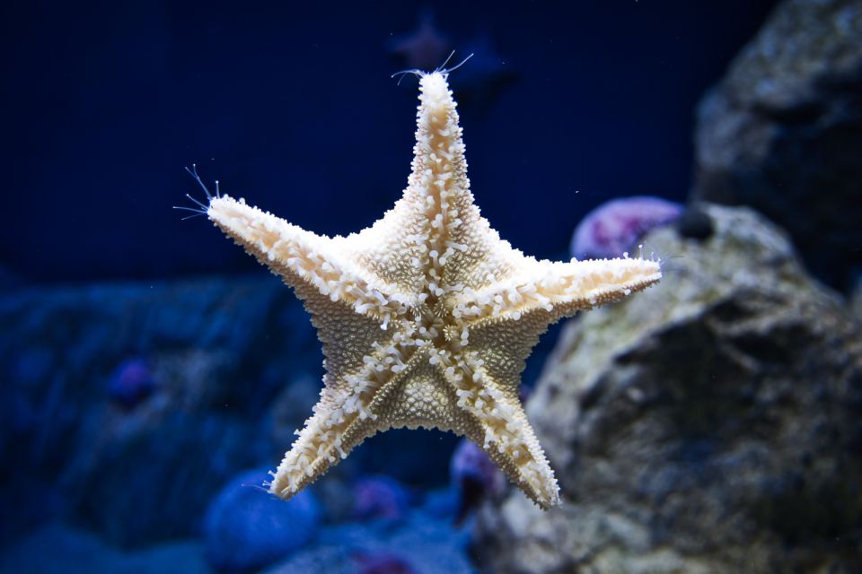 Orlando: Madame Tussauds and SEA LIFE Aquarium Combo Ticket - Practical Details and Tips
