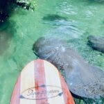 Orlando Manatee and Natural Spring Adventure Tour at Blue Springs - Analyzing the Value