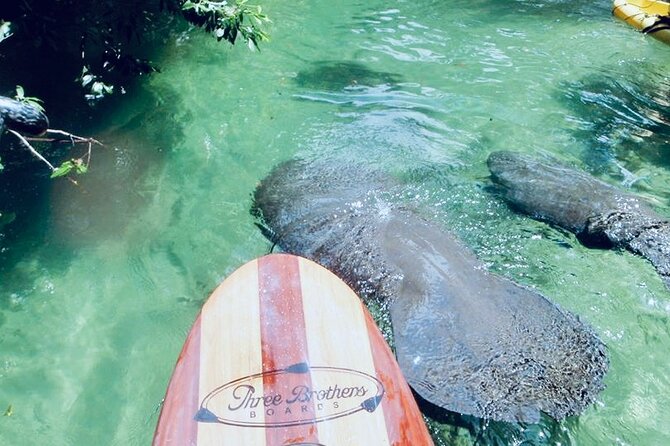 Orlando Manatee and Natural Spring Adventure Tour at Blue Springs - Analyzing the Value