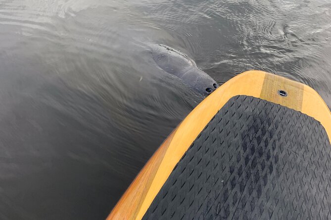 Orlando Manatee and Olde Florida History Adventure Tour - Final Thoughts