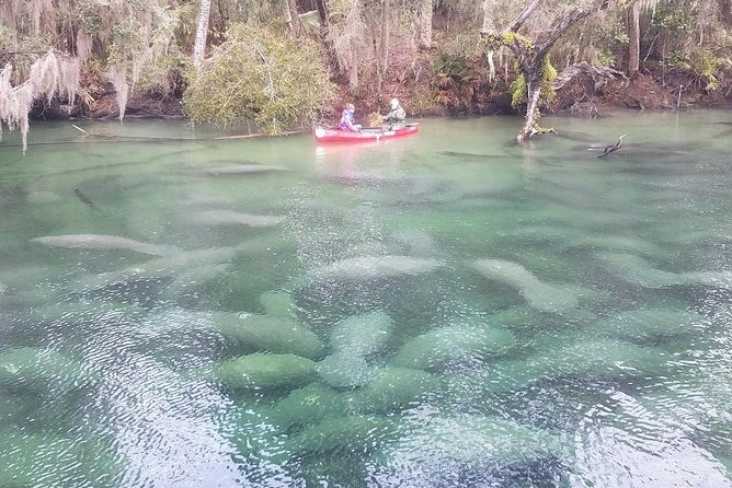 Orlando Manatee Encounters - The Experience in Detail