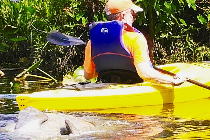 Orlando Manatee Encounters - Authentic Insights from Reviewers