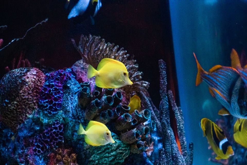 Orlando: SEA LIFE Orlando Aquarium - Final Thoughts: Is It Worth It?