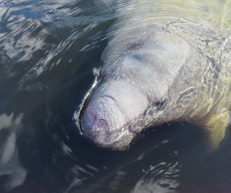 Orlando: Small Group Manatee Discovery Kayak Tour - An Overview of the Experience