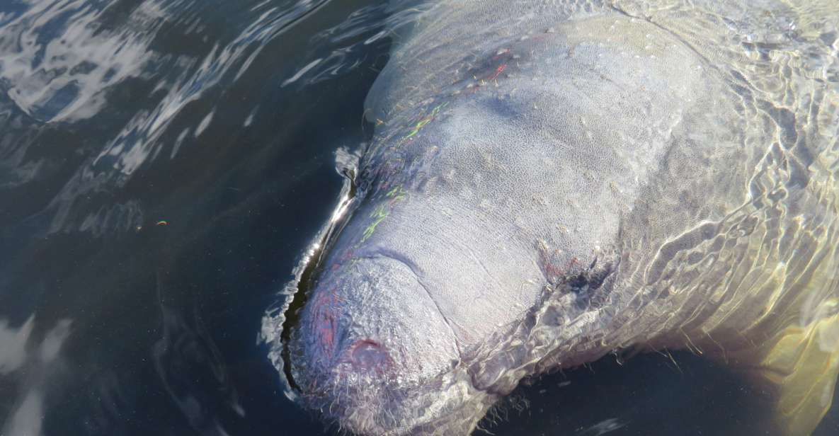 Orlando: Small Group Manatee Discovery Kayak Tour - The Itinerary and What Each Part Offers