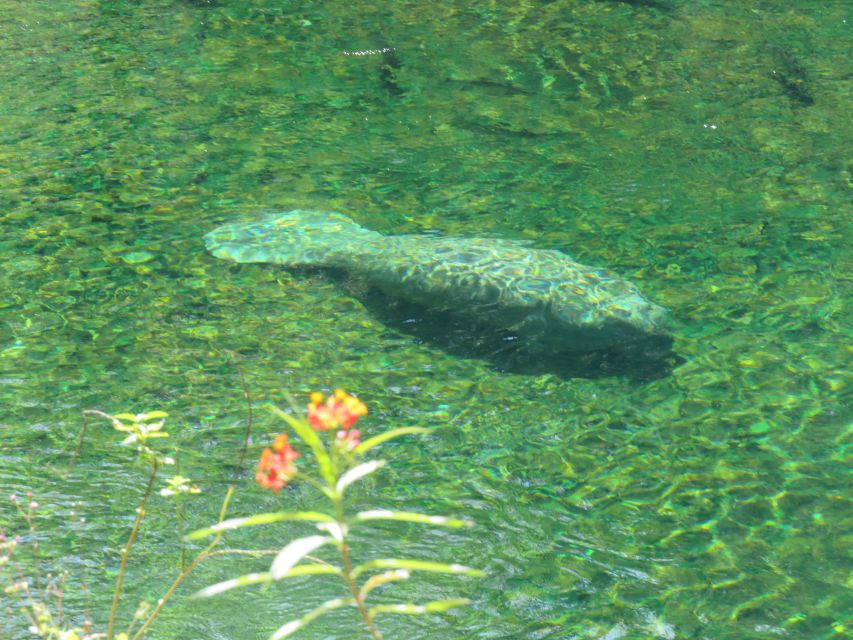 Orlando: Small Group Manatee Discovery Kayak Tour - What’s Included & Practical Details