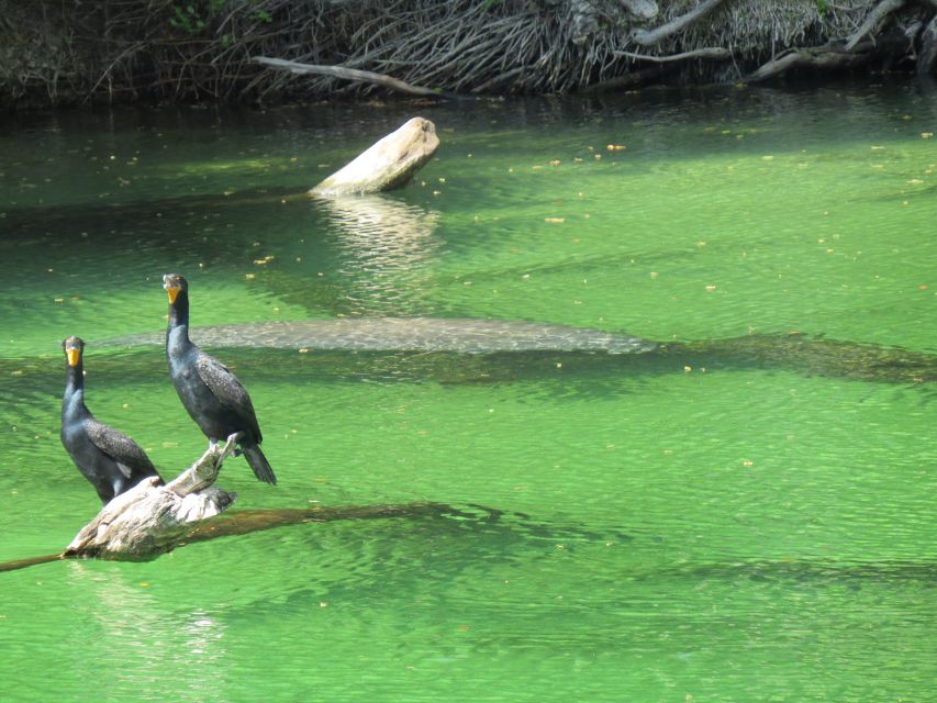 Orlando: Small Group Manatee Discovery Kayak Tour - Final Thoughts: Who Should Book This Tour?