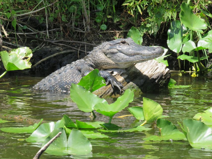 Orlando: Small Group Manatee Discovery Kayak Tour - FAQ