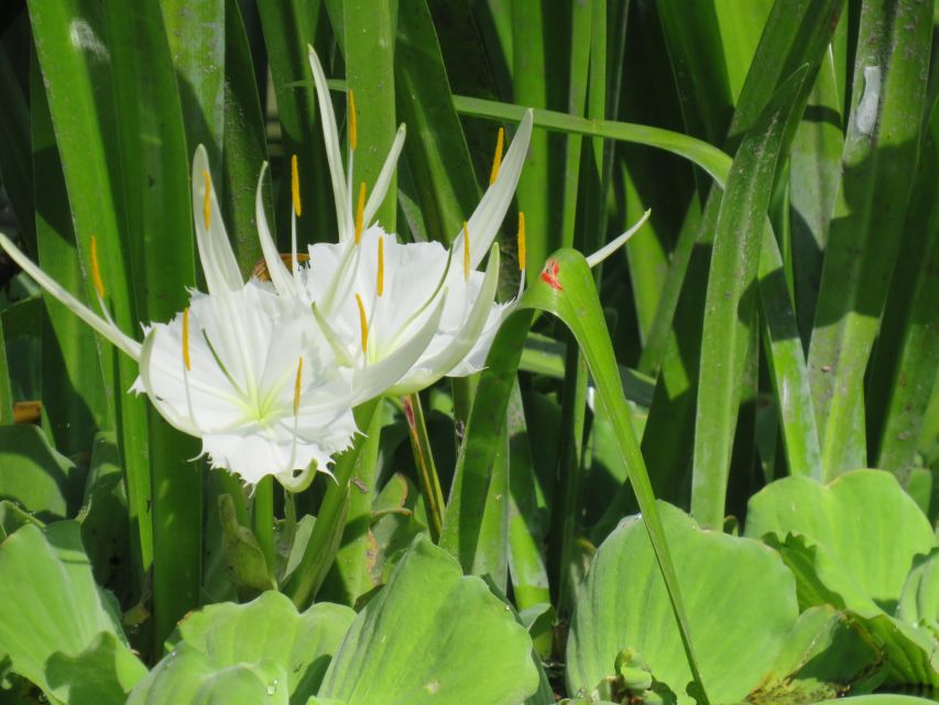 Orlando: Small Group Rock Springs Run Kayak Tour - Who Should Consider This Experience?
