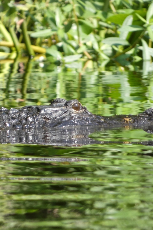 Orlando: Small Group Scenic Wekiva River Kayak Tour - The Value of the Experience