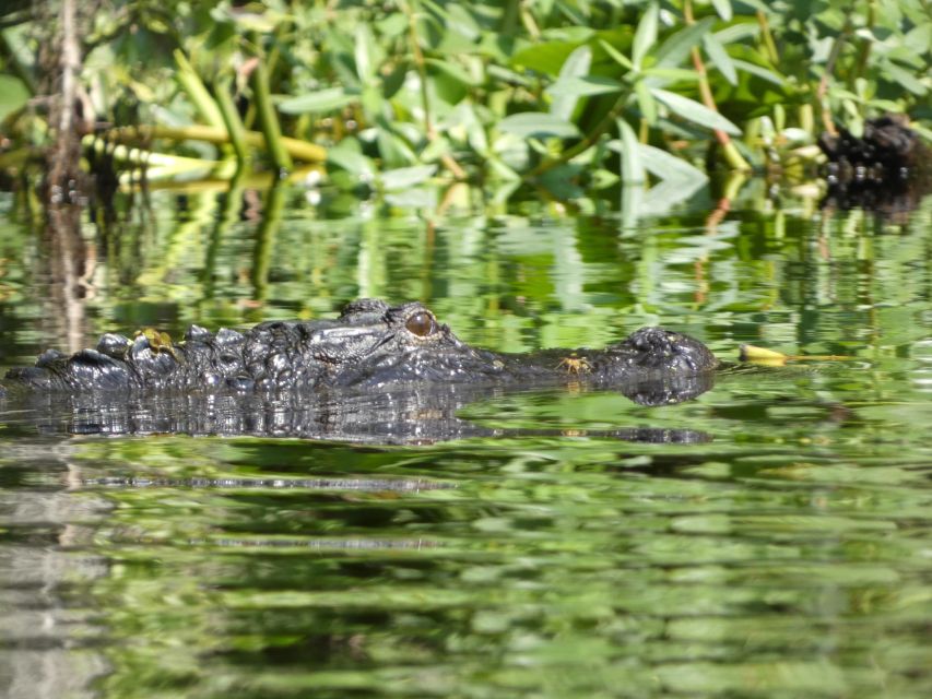 Orlando: Small Group Scenic Wekiva River Kayak Tour - The Sum Up