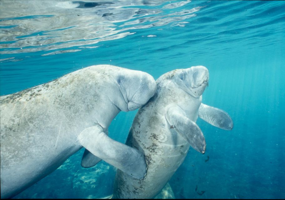 Orlando: Swim with Manatees and Homosassa State Park Visit - Orlando: Swim with Manatees and Homosassa State Park Visit – An In-Depth Review