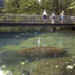 Orlando: Swim with Manatees and Homosassa State Park Visit - The Itinerary: What You Can Expect