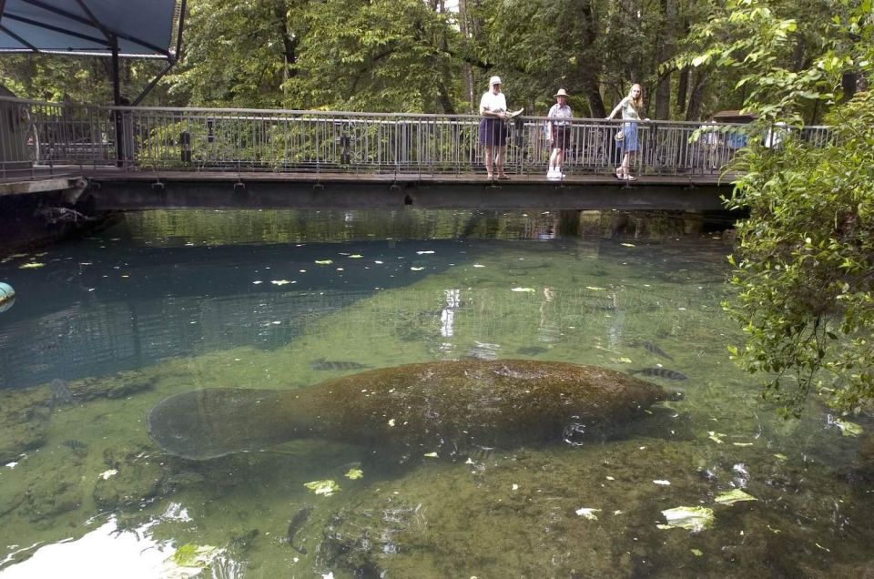 Orlando: Swim with Manatees and Homosassa State Park Visit - The Itinerary: What You Can Expect