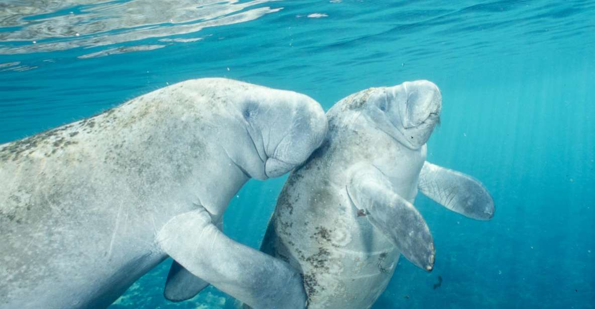 Orlando: Swim with Manatees and Homosassa State Park Visit - Transportation and Group Size