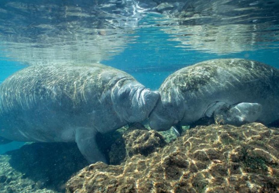 Orlando: Swim with Manatees and Homosassa State Park Visit - Pricing and What’s Included