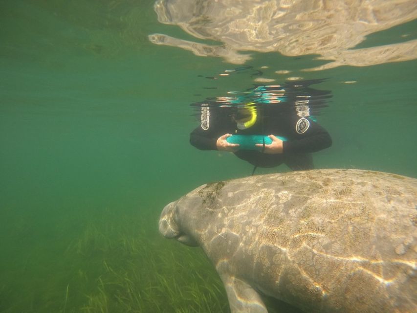 Orlando: Swim with Manatees and Homosassa State Park Visit - Who Will Love This Tour?