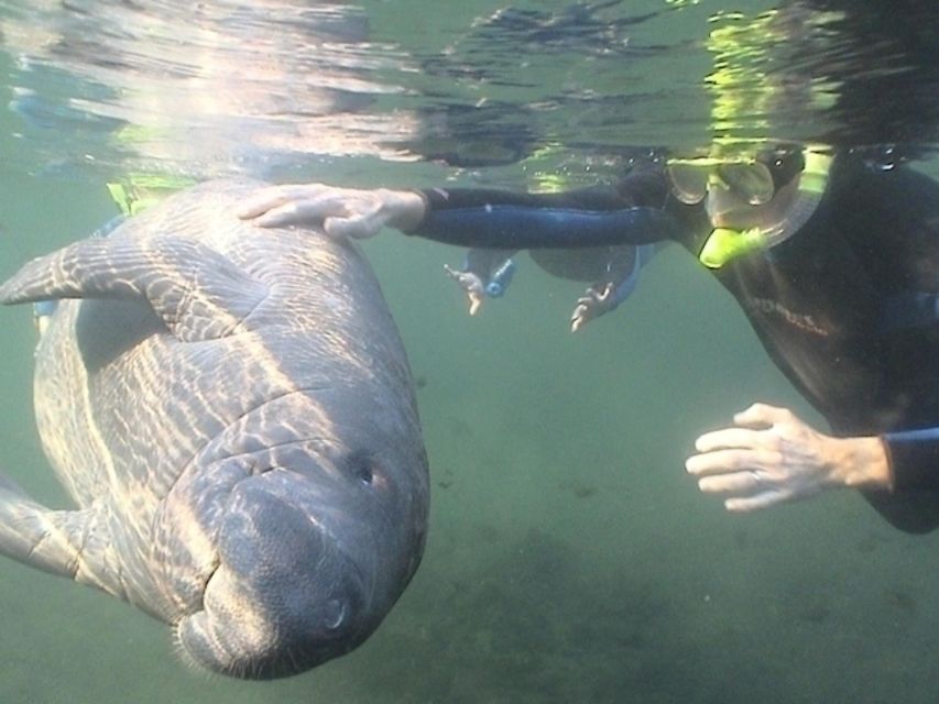 Orlando: Swim with Manatees and Homosassa State Park Visit - Frequently Asked Questions
