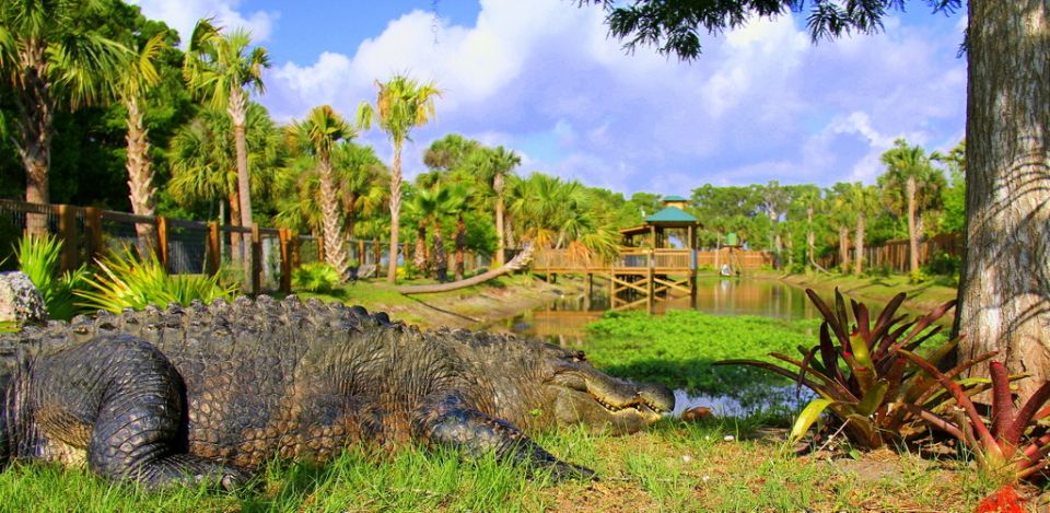 Orlando: Wild Florida Park Ticket and Gator Shows - Exploring Wild Florida: A Closer Look at the Wildlife Park and Gator Shows