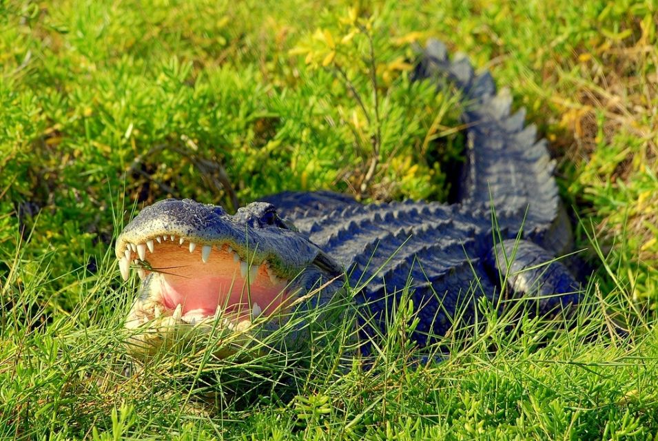 Orlando: Wild Florida Park Ticket and Gator Shows - Authentic Experience: What the Reviews Tell Us