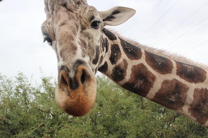 Out of Africa Wildlife Park Admission Ticket - An Authentic Animal Encounter at Out of Africa Wildlife Park