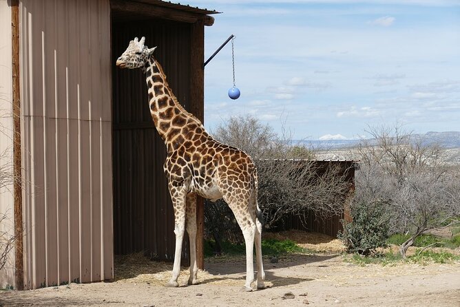 Out of Africa Wildlife Park Admission Ticket - What You Can Expect from the Out of Africa Wildlife Park Visit