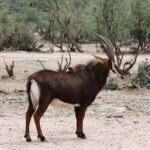 Out of Africa Wildlife Park Admission Ticket - The Real Value of the Admission Ticket