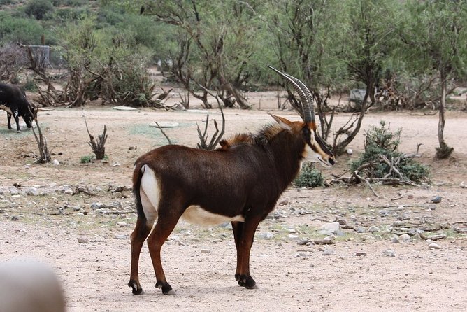 Out of Africa Wildlife Park Admission Ticket - The Real Value of the Admission Ticket