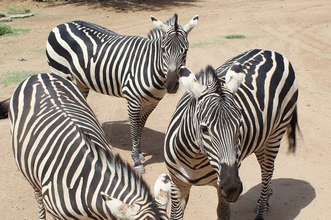 Out of Africa Wildlife Park Admission Ticket - Whats Not Included and Additional Costs